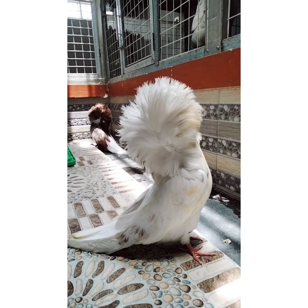 Jual Merpati Hias Jacobin Import. | Shopee Indonesia