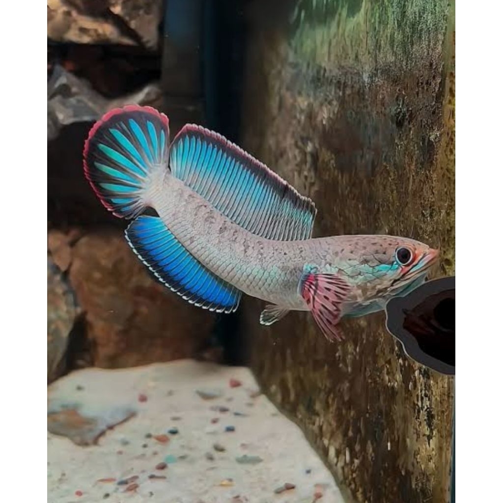 Jual Channa Blue Bengal (sortiran) | Shopee Indonesia