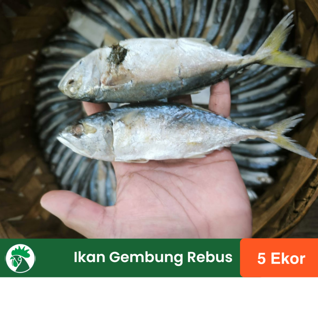 Jual Ikan Gembung Rebus | Kembung Rebus Sedang 5 Ekor | Shopee Indonesia
