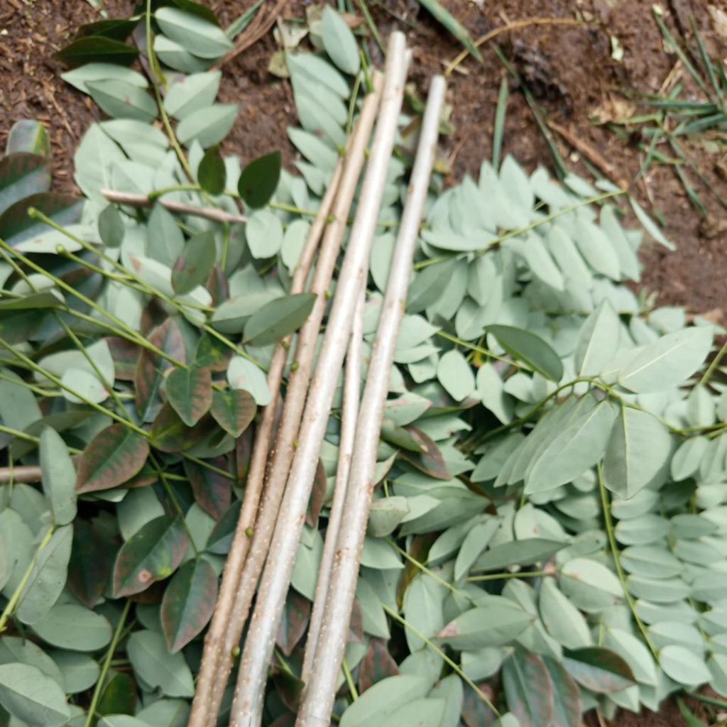 Jual stek pohon kelor | Shopee Indonesia