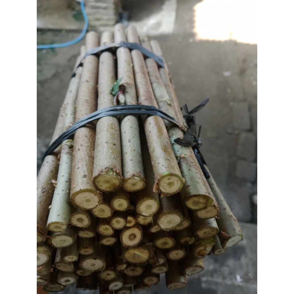 Jual Singkong Telo papua pakan Ternak isi 1 batang panjang 25cm pakan ...