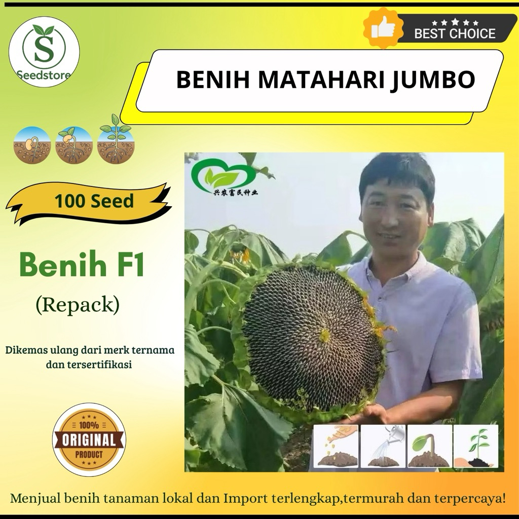Jual isi 100 Benih Bunga Matahari Giant Super Import - repacking seeds ...