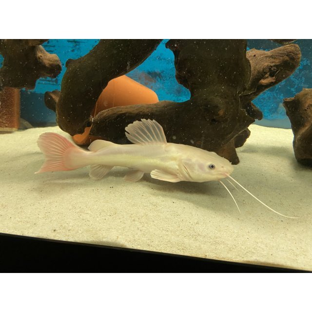 Jual Red Tail Catfish Phantom Rtc / Rtc Phantom Golden & Platinum By ...