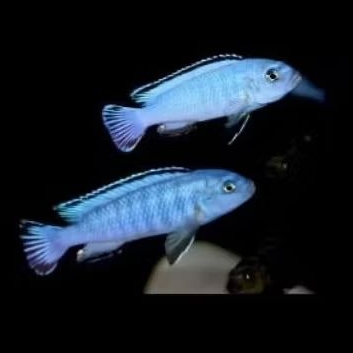 Jual Ikan blue cobalt cichlid | Shopee Indonesia