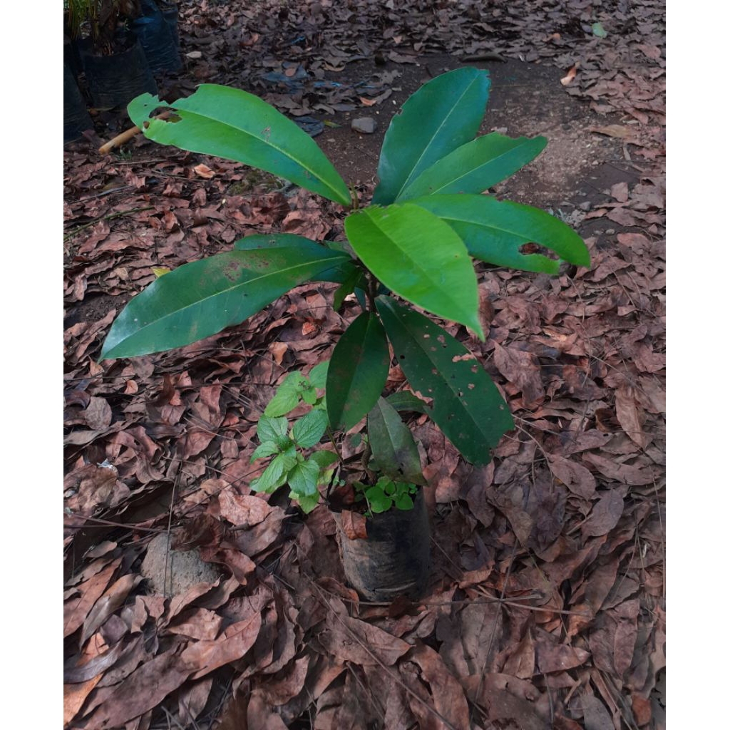 Jual Bibit Pohon Buah Bisbul - Diospyros Blancoi - Tanaman Buah Bisbul ...