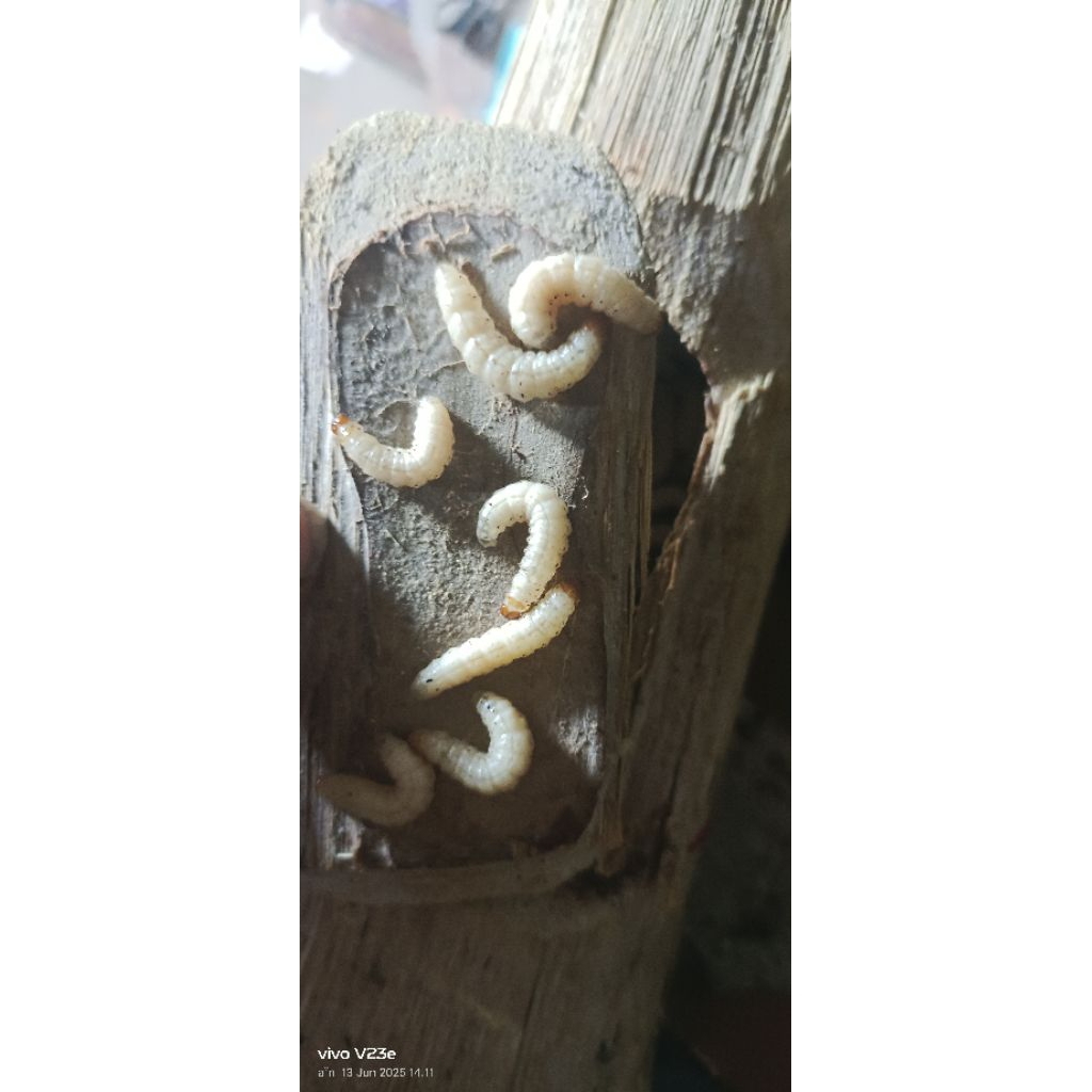 Jual ulat bambu cangkilung isi 20 termurah ya di shopee | Shopee Indonesia