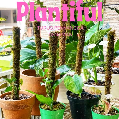 Jual Turus Lumut Pipa Tiang Penyangga Tanaman | Shopee Indonesia