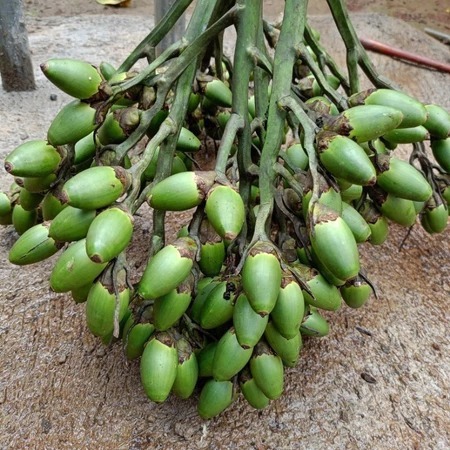 Jual PINANG MUDA SEGAR 1 KG PETIK LANGSUNG | Shopee Indonesia