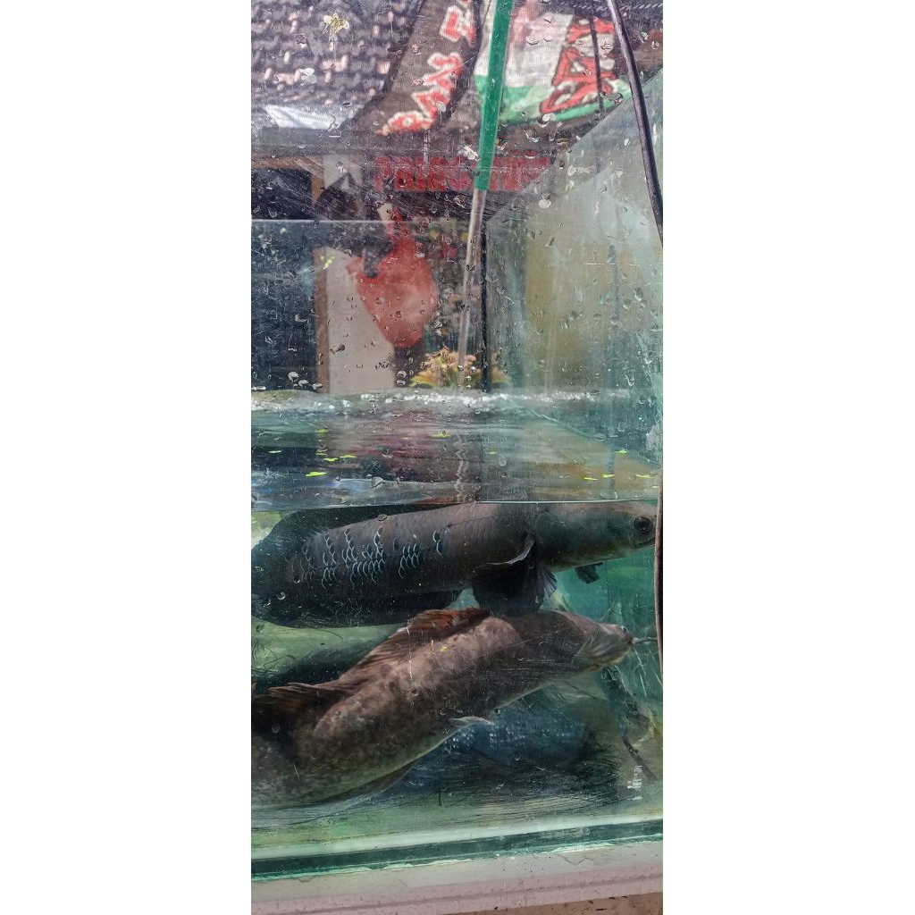 Jual box maru red barito 4-5cm 5e (serok randem) | Shopee Indonesia