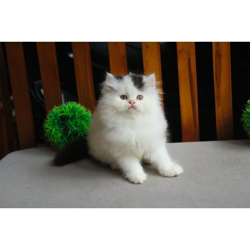 Jual mainan kucing persia lucu hitam putih poni | Shopee Indonesia
