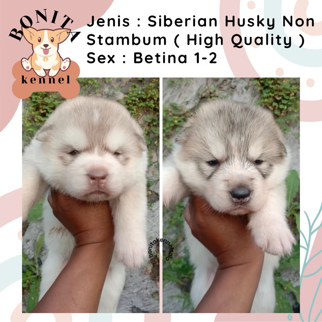 Jual Siberian Husky Non Stambum Anak Anjing Husky Jantan Betina ...