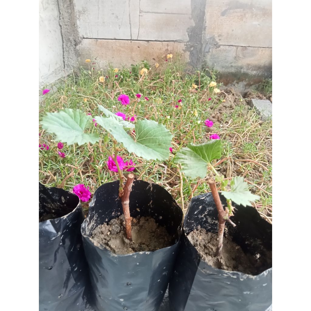 Jual 4 biibit anggur import buah besar | Shopee Indonesia