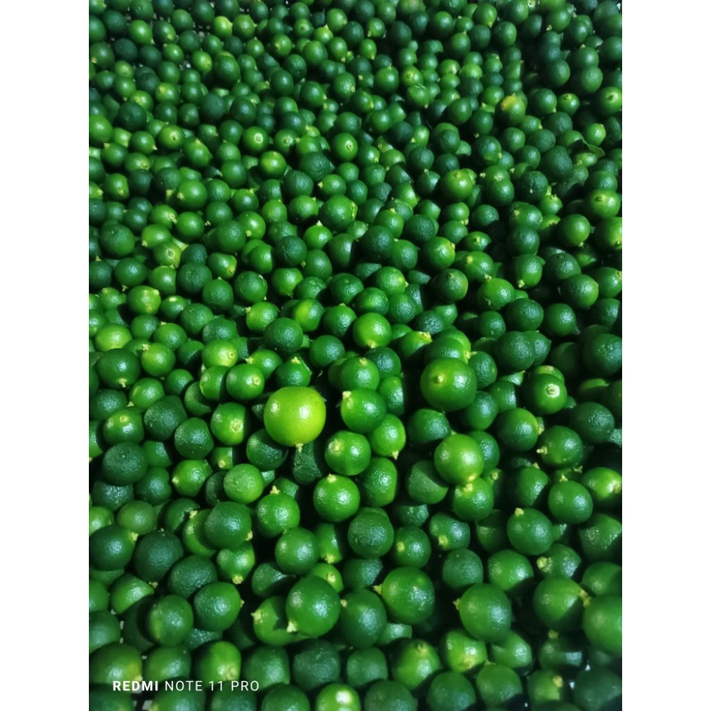 Jual JERUK SONGKIT/ KASTURI 1KG JERUK SEGAR LEMON CUI UKURAN BESAR ...