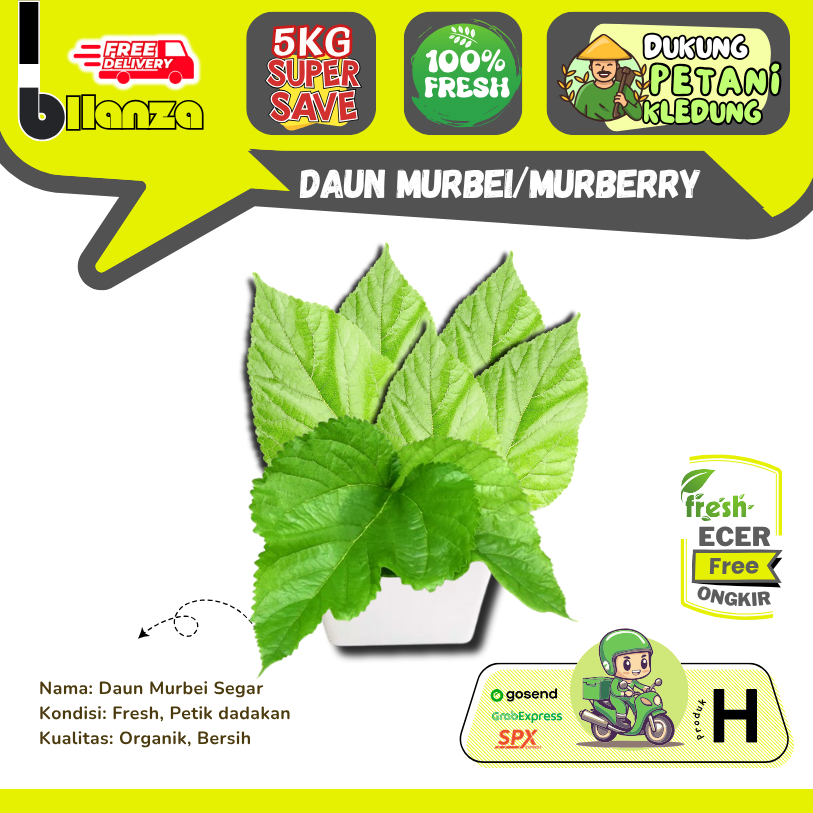Jual Bllanzanow | Daun Murbei Murberry Organik Top Antioksidan — Sayur Gunung Ecer (H) | Shopee ...