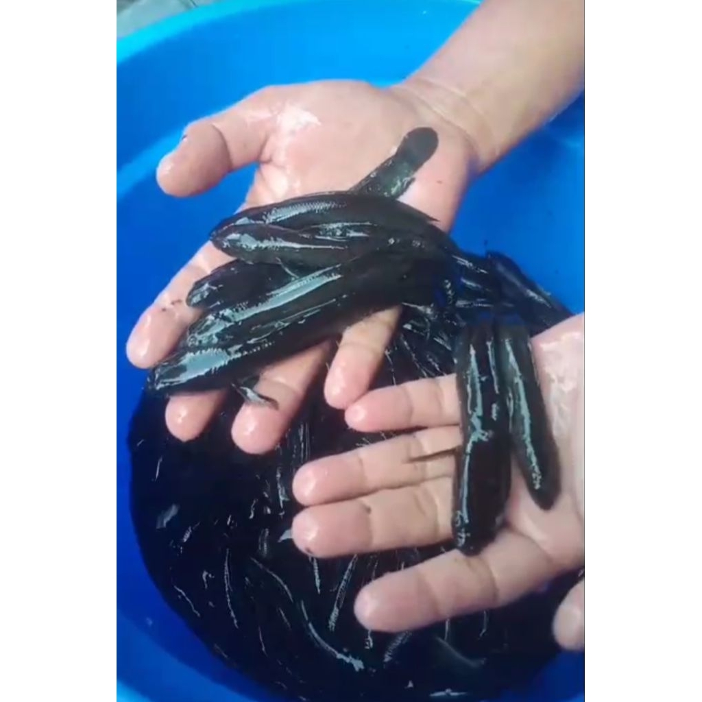 Jual bibit gabus ( sudah makan pelet ) | Shopee Indonesia