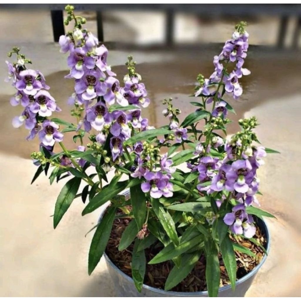 Jual Pohon Lavender Angelonia Tanaman Hias Lavender Angelonia Bunga ...