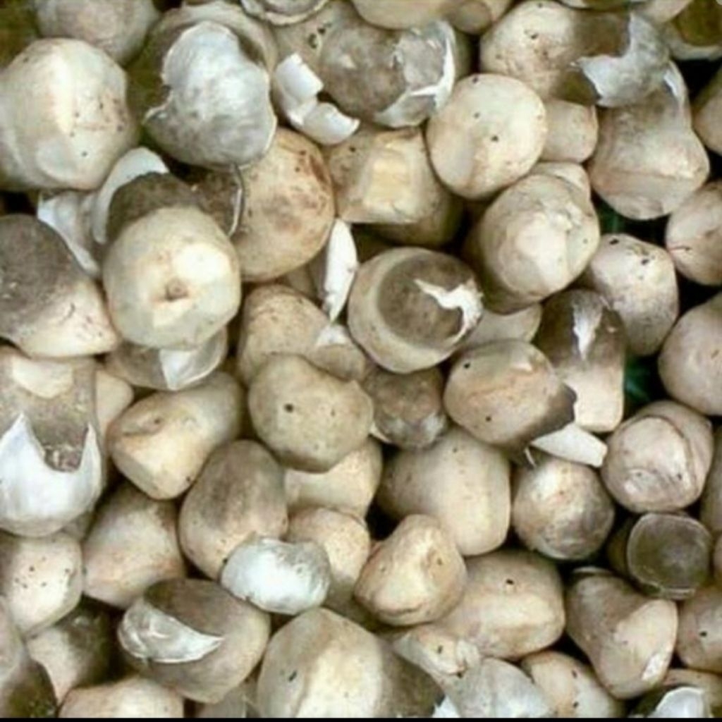 Jual Jamur merang per 250gr | Shopee Indonesia
