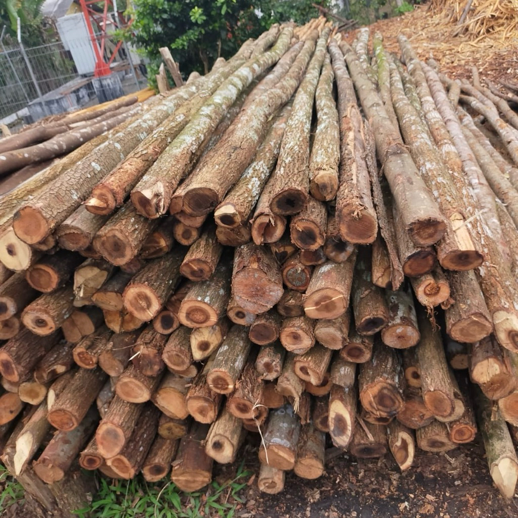 Jual Kayu Dolken Terlengkap & Harga Terbaru April 2026 | Shopee Indonesia