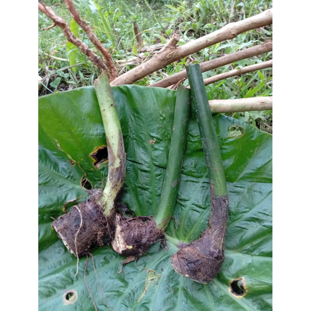 Jual talas beneng umbi talas beneng 1 kg | Shopee Indonesia