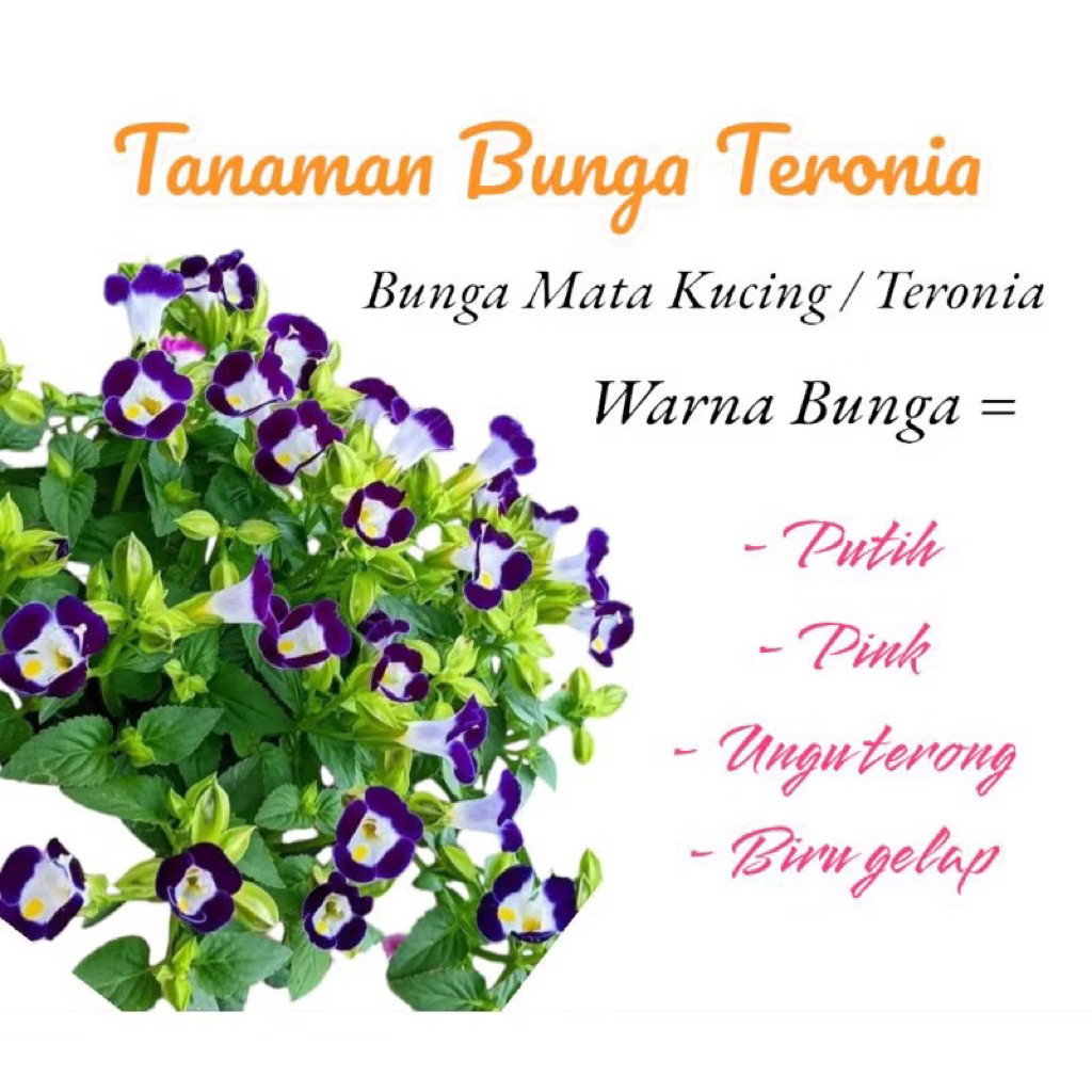 Jual Bunga teronia Teronia ungu | Tanaman hias teronia pink&ungu ...