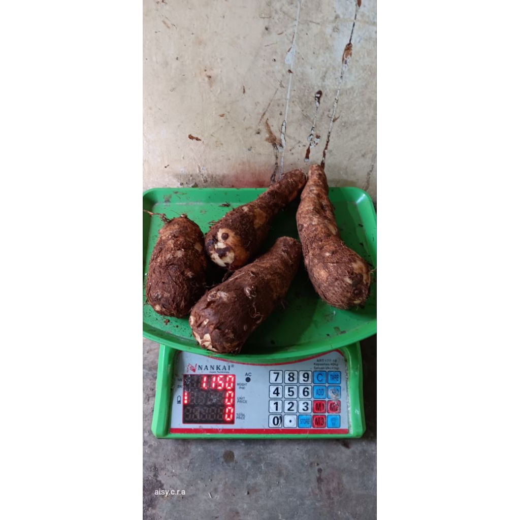 Jual TALAS ENTIK MBOTHE 1KG | Shopee Indonesia
