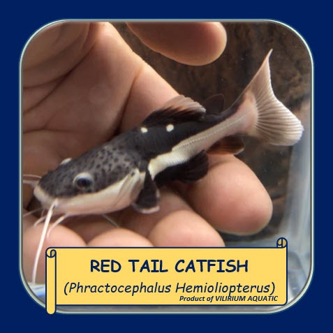 Jual IKAN HIAS AIR TAWAR - RED TAIL CATFISH (RTC) / LELE DORAEMON (IKAN ...