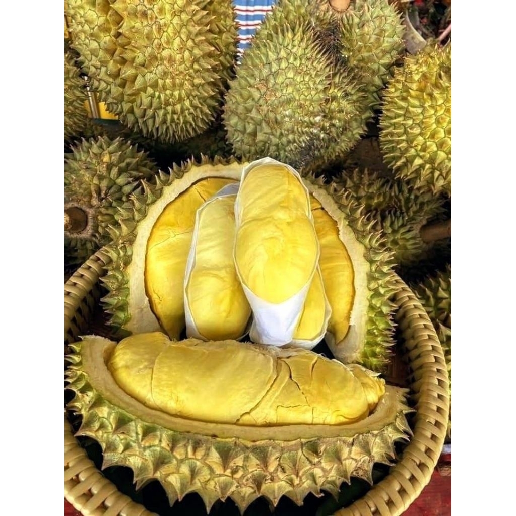 Jual Durian Super Montong 500 Gram // DURIAN MONTONG SUPER HIGH ...