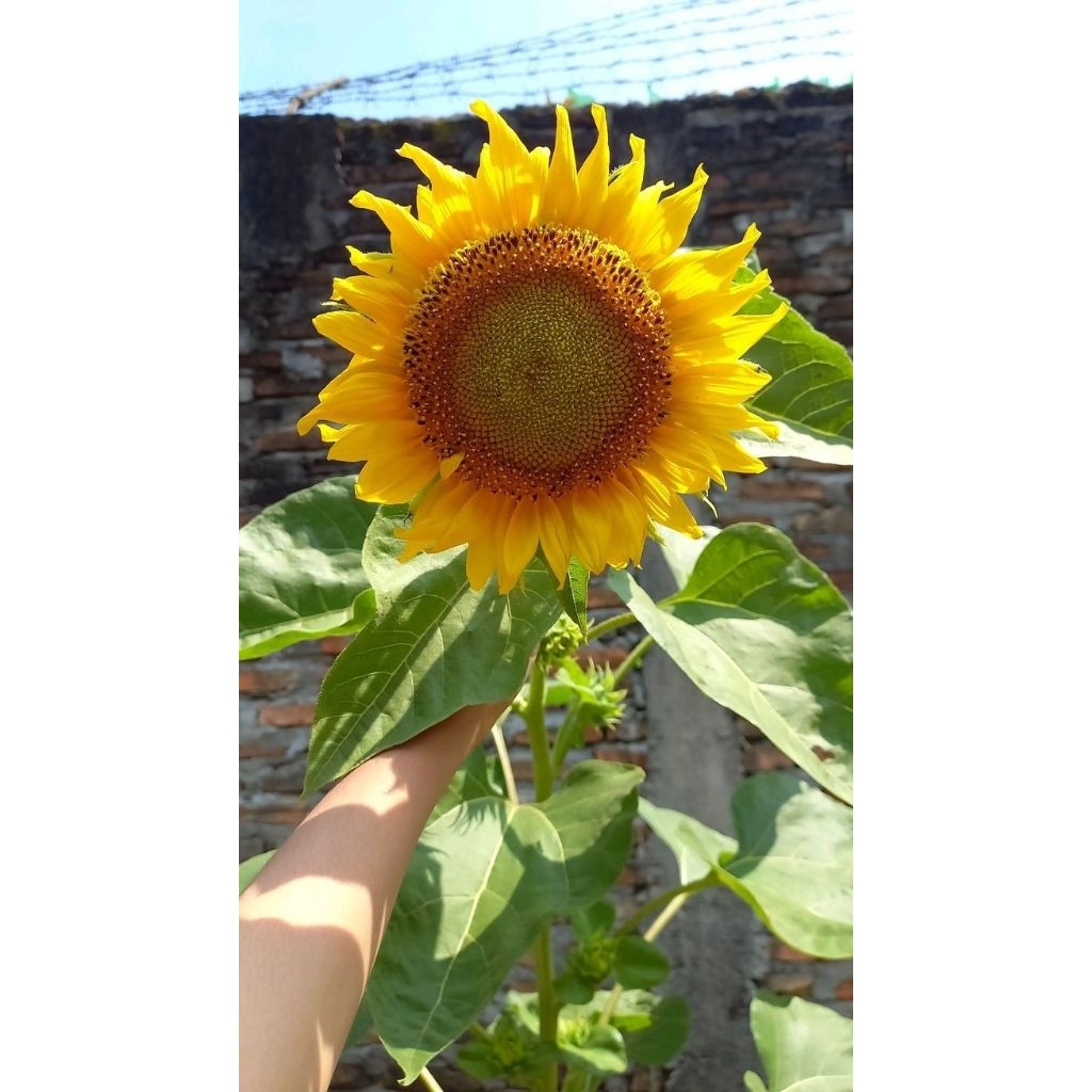 Jual Pohon bunga matahari besar / Tanaman bunga matahari besar ( Kuaci ...