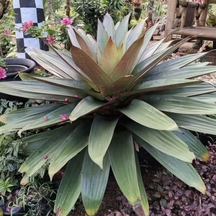 Jual Tanaman Bromelia Giant Silver / Bromelia Raksasa Perak / Giant ...