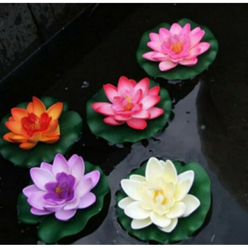 Jual 15 Benih Biji Bunga Teratai/ Waterlily | Shopee Indonesia
