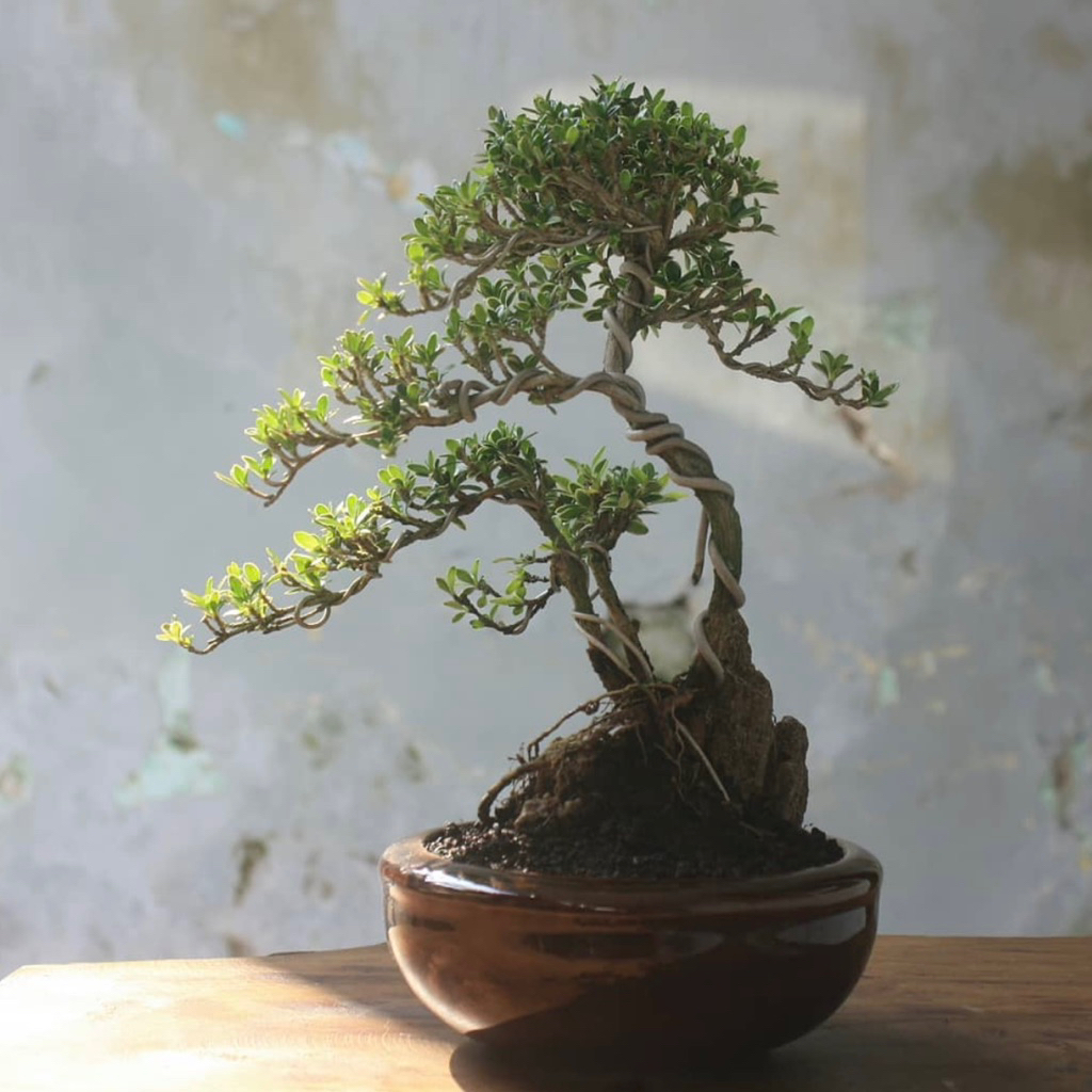 Jual Bibit Bonsai Mirten Subur Berbunga Putih | Shopee Indonesia