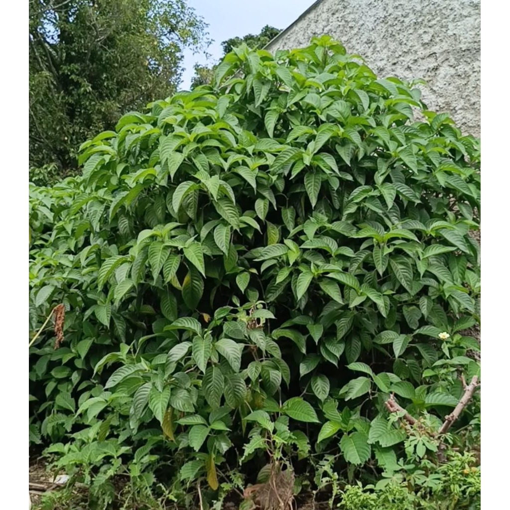 Jual POHON TRICHANTERA GIGANTEA KETUM AYAM pakan kelinci domba kambing ...