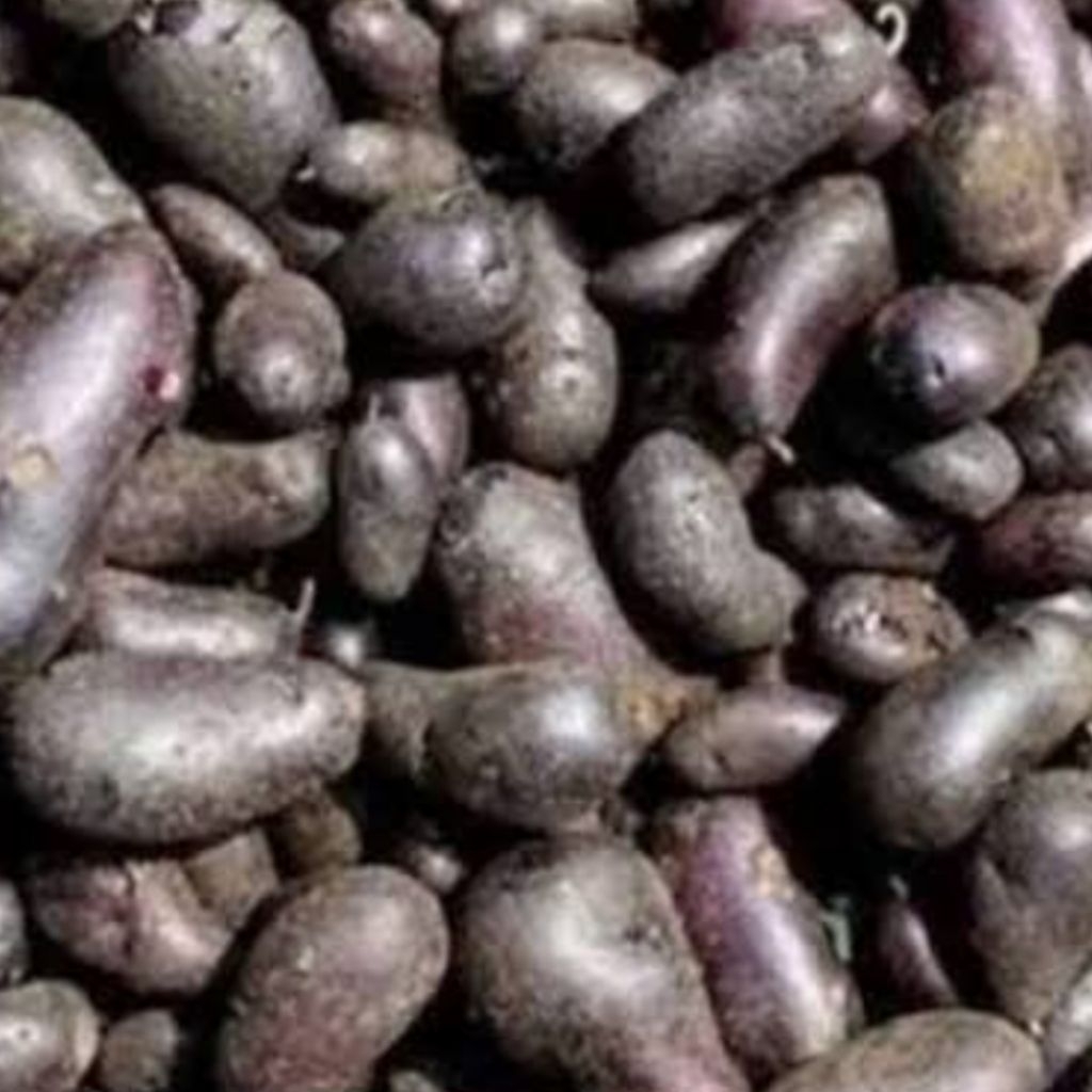 Jual ketang hitam | Shopee Indonesia