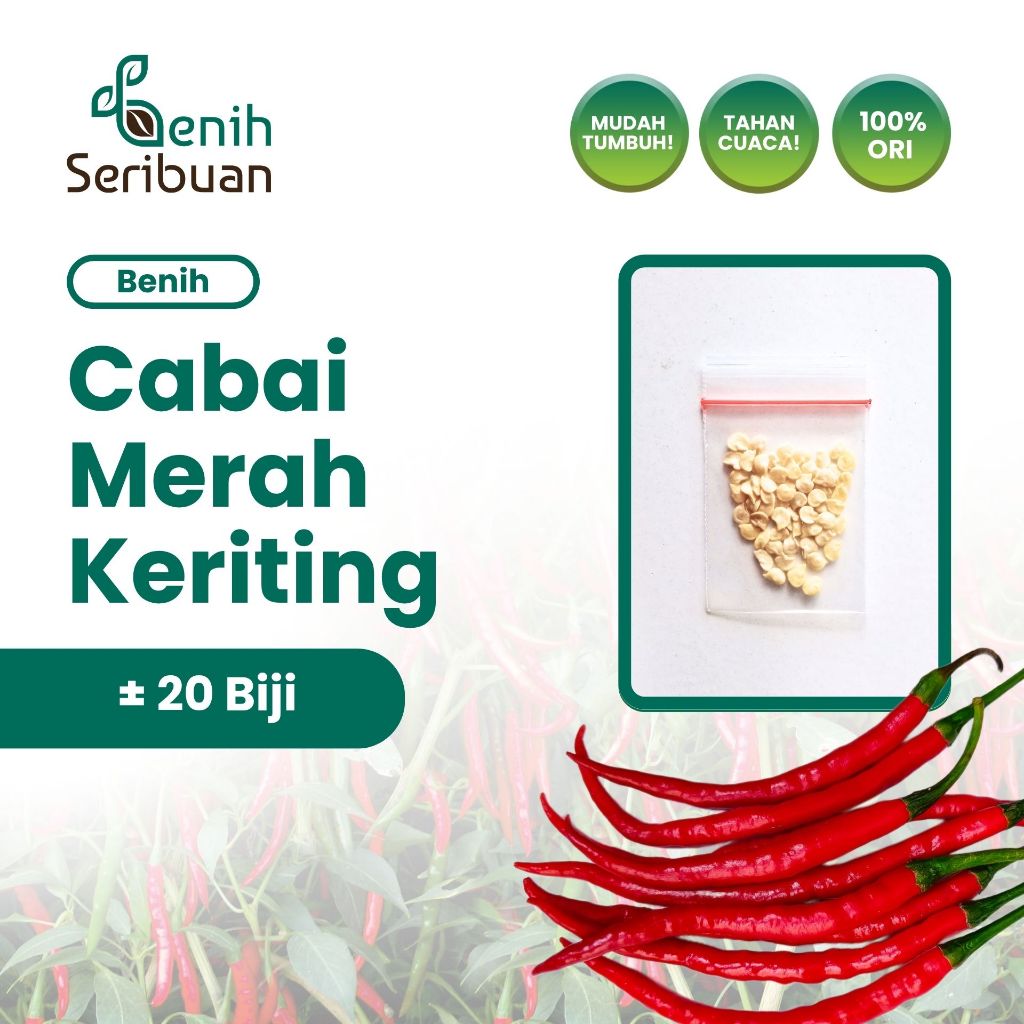 Jual Benih Seribuan - 20 Benih Cabe Merah Keriting Unggul | Shopee ...