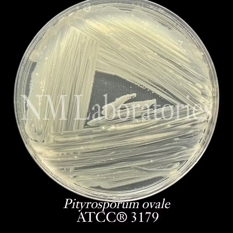 Jual Kultur Jamur Pityrosporum Ovale - P.ovale ATCC® 3179 | Shopee ...