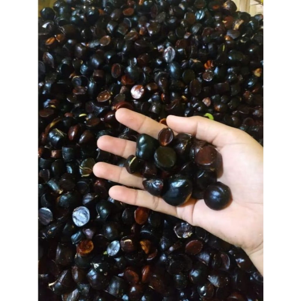 Jual kabau jolang jaling kuaw jengkol sumatera | Shopee Indonesia