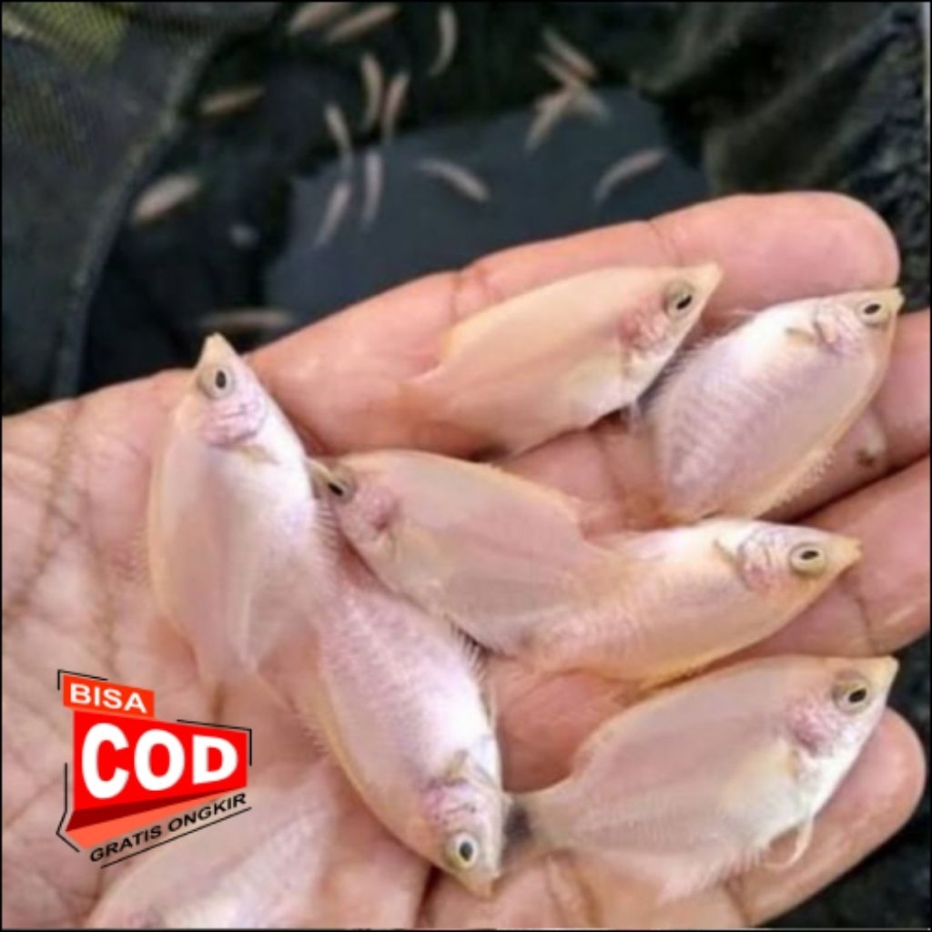 Jual gurame padang isi30 ukuran kuaci | Shopee Indonesia