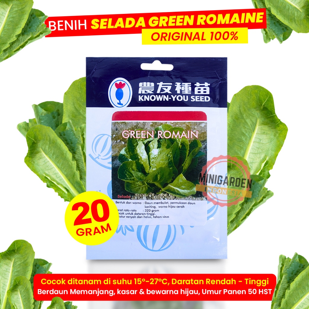 Jual SELADA GREEN ROMAINE 20 GRAM PACK BESAR benih biji selada hijau butterhead lettuce bibit ...