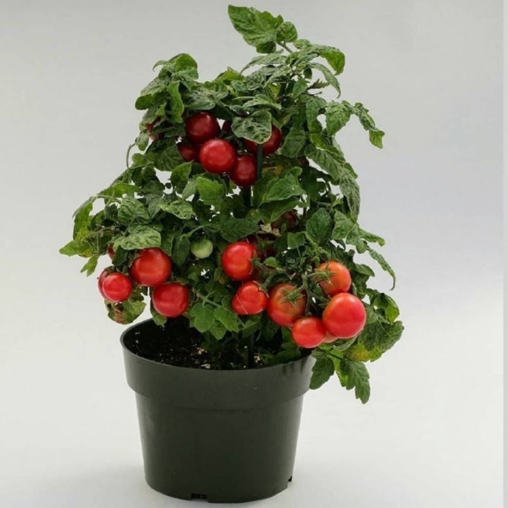 Jual Bibit Tanaman Buah Tomat Cherry - Tomat Ceri - Bibit Tanaman Tomat ...