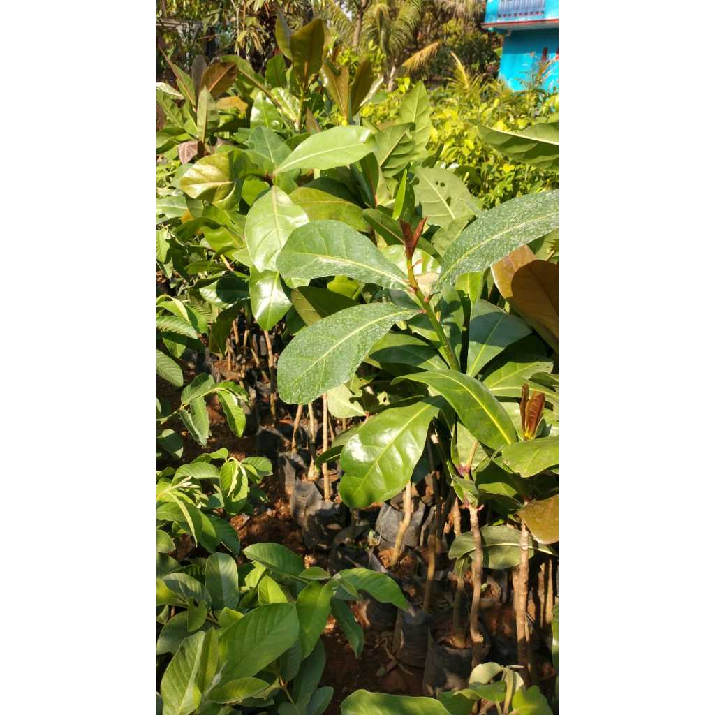Jual Bibit Tanaman Butun / Keben - Kerabat Mangrove - Simbol Perdamaian ...