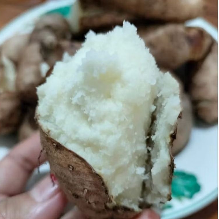 Jual umbi gembili ketan 1 kg | Shopee Indonesia