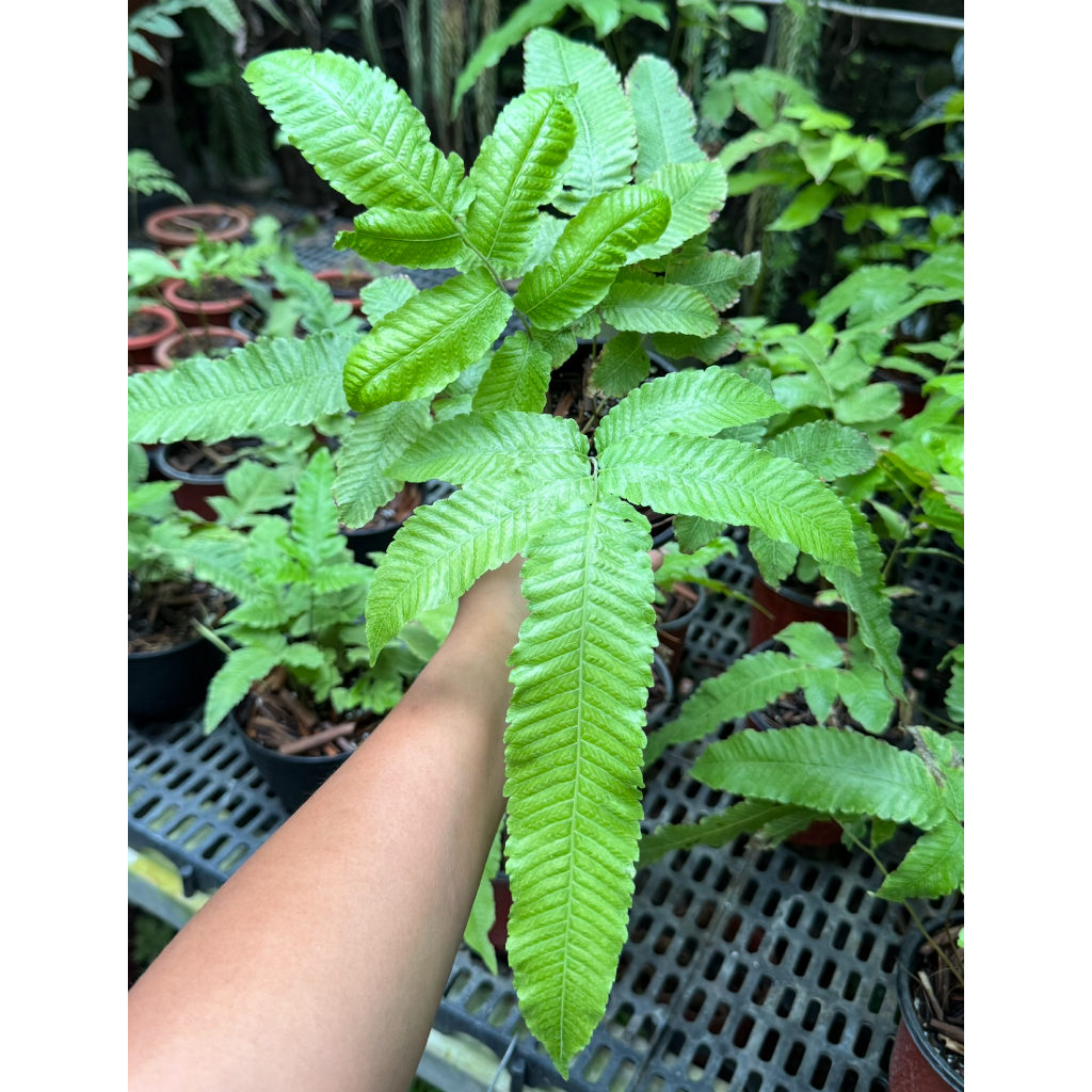 Jual Pronephrium asperum / Tanaman Pakis Epifit / Fern | Shopee Indonesia