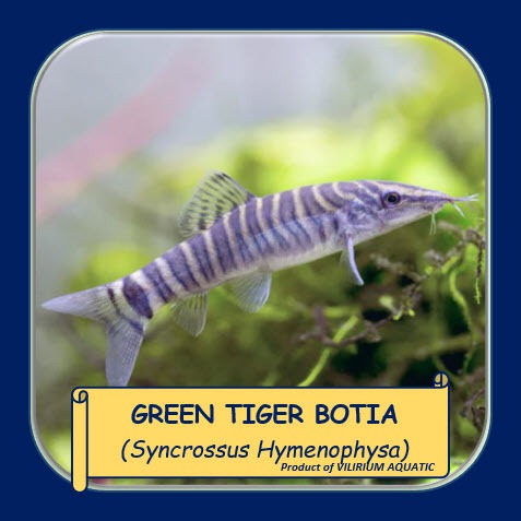 Jual IKAN HIAS AIR TAWAR - BOTIA GREEN TIGER / IKAN LOACH HARIMAU HIJAU ...