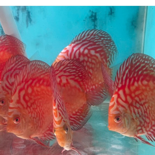 Jual Ikan Discus Pigeon Checkerboard Size 2,5” | Shopee Indonesia