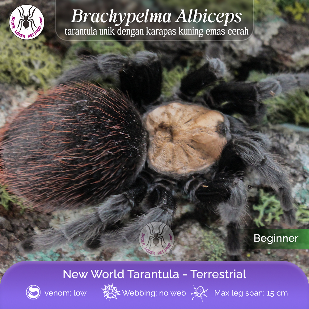 Jual Tarantula Brachypelma Albiceps - Mature Male | Shopee Indonesia