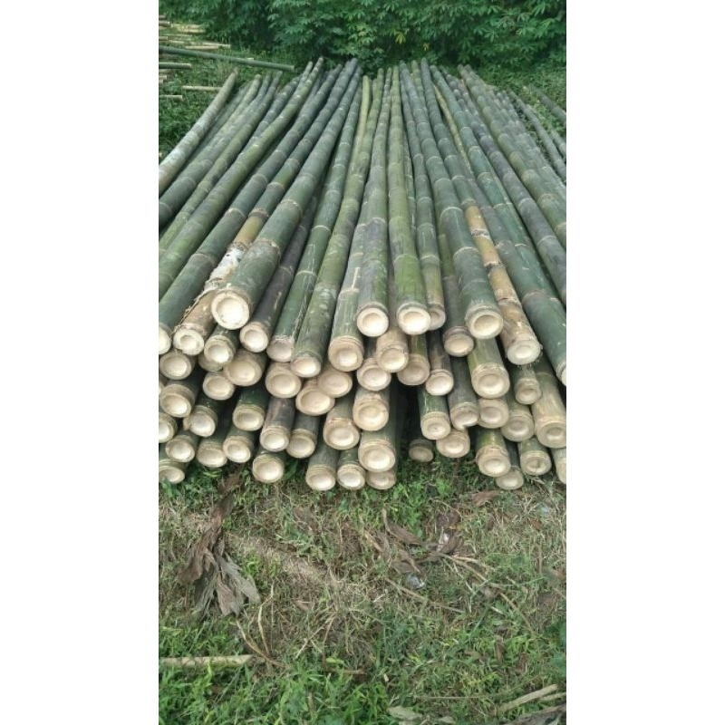 Jual bambu steger diameter 6/7/8 x panjang 6 meter ( min order 100 ...