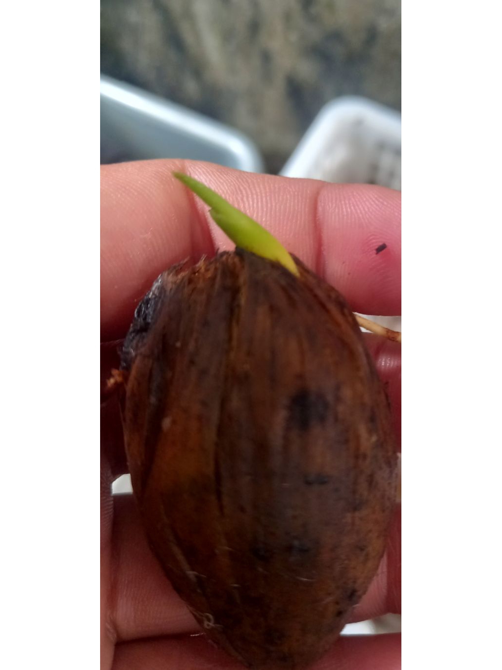 Jual Pinang betara pinang seluang biji pinang betara hybrid thailand f1 ...