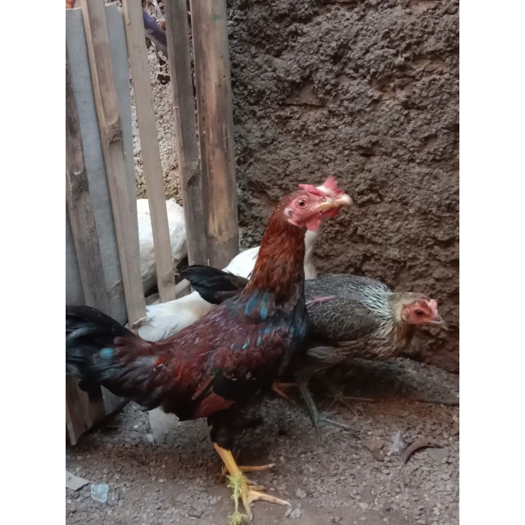 Jual Ayam Kampung Asli Jago Muda atau Betina Muda | Shopee Indonesia