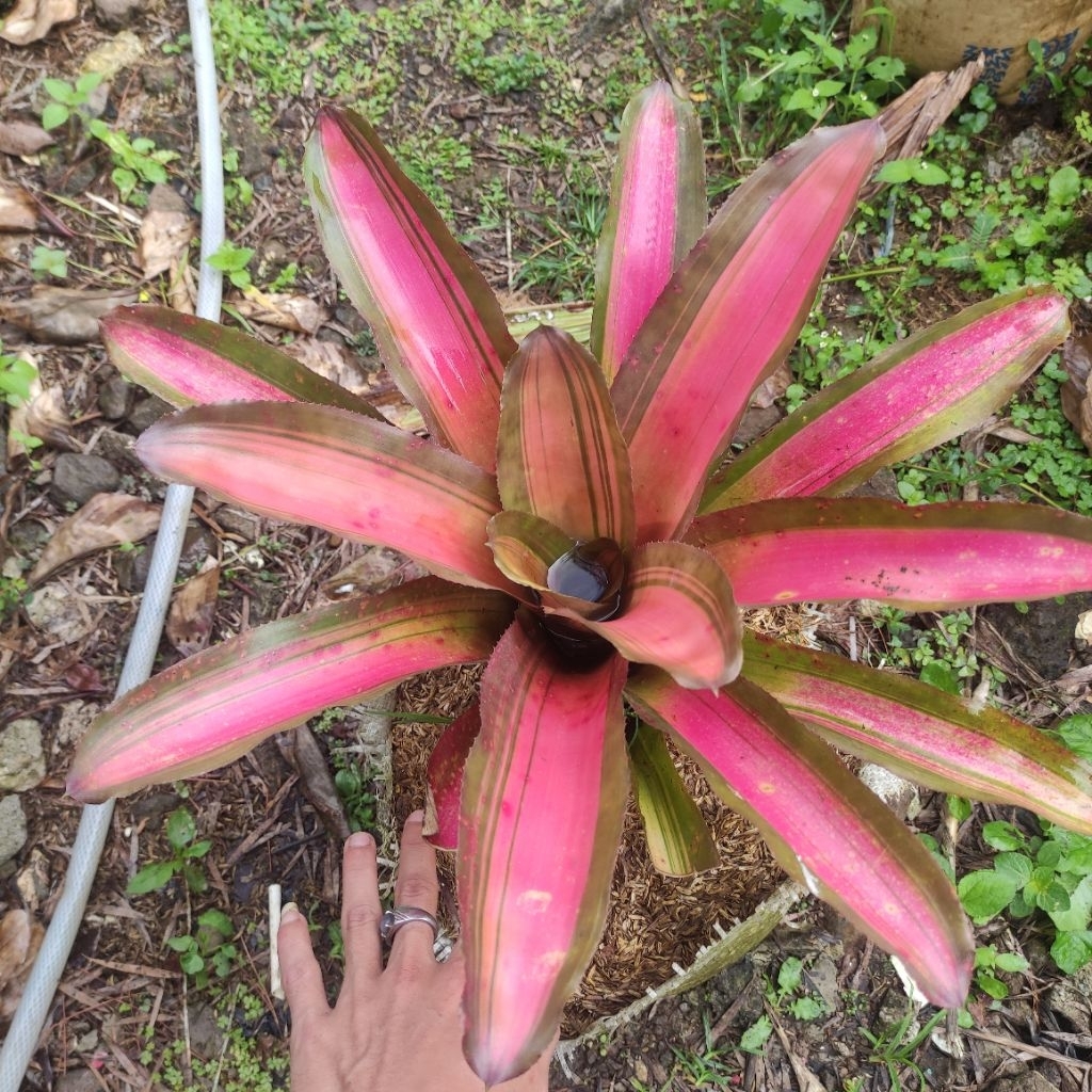 Jual Bromelia Yin Yang ukuran besar / Neoregelia Cruenta | Shopee Indonesia