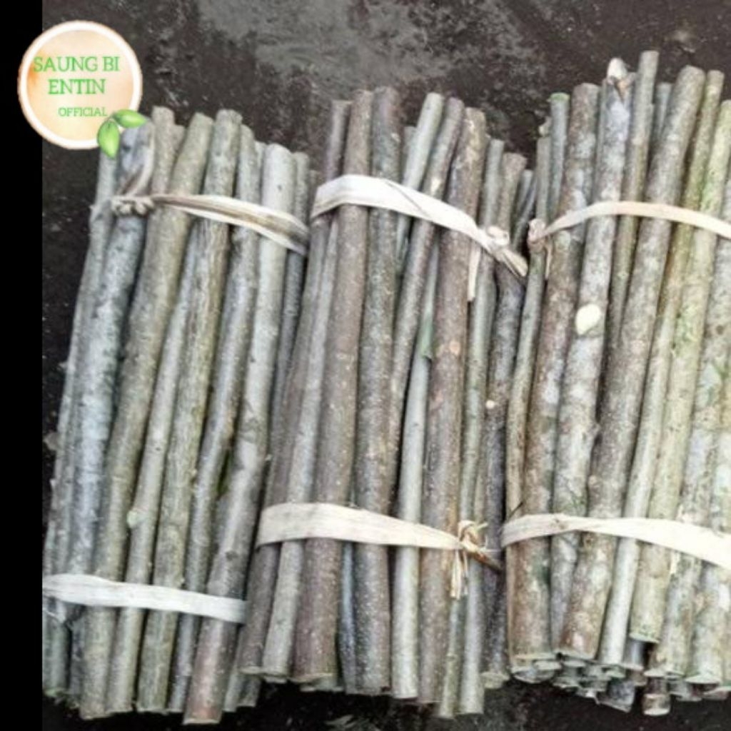 Jual Bibit Stek Tanaman Gamal 15 Stek Super Siap Tanam Untuk Pakan ...
